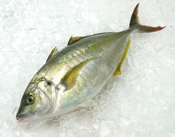 Striped Jack - Stays Fresh / RUMI JAPAN